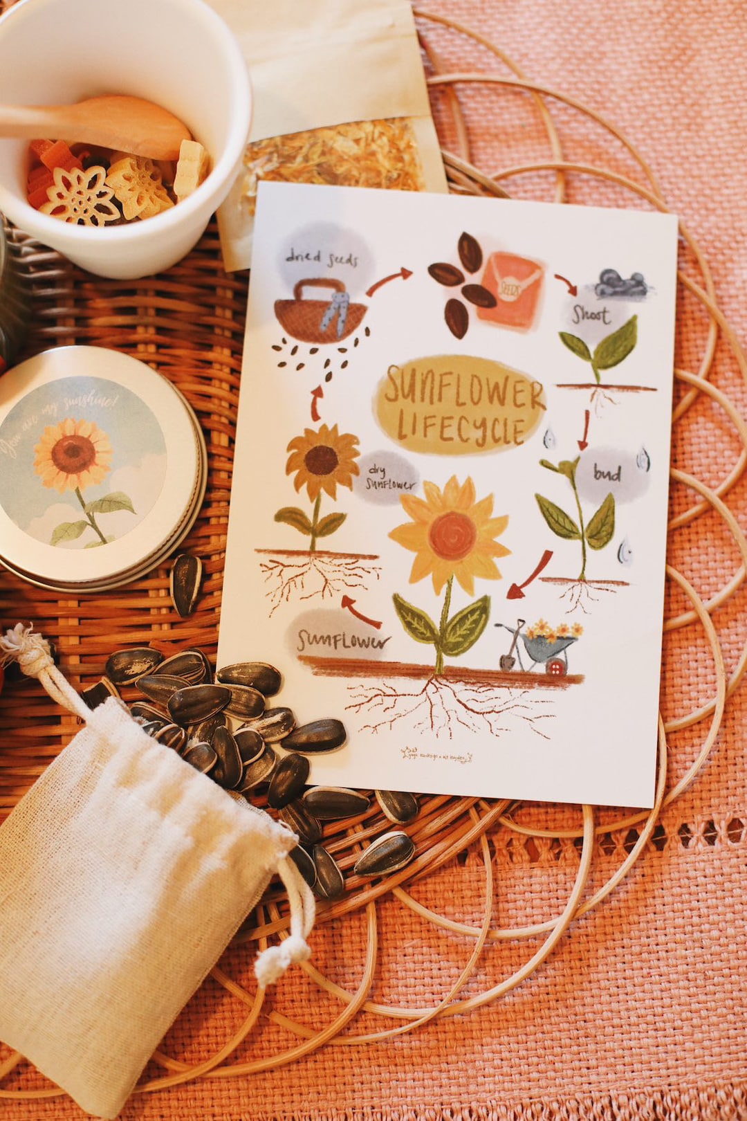 Sunflower Lifecycle Flashcard Educational Card Nature Flash Cards Hand ...