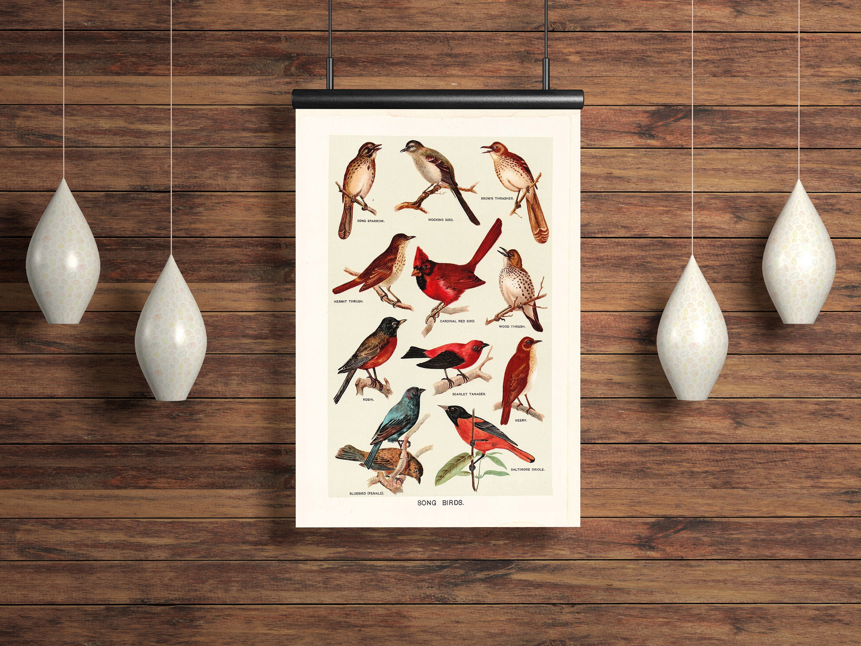 North American Songbirds Vintage Poster Wall Art Print DIGITAL DOWNLOAD ...
