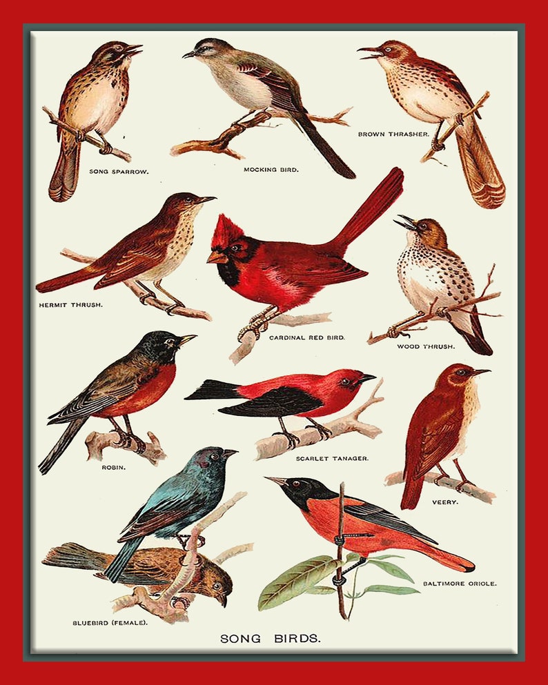 North American Songbirds Vintage Poster Wall Art Print DIGITAL DOWNLOAD ...