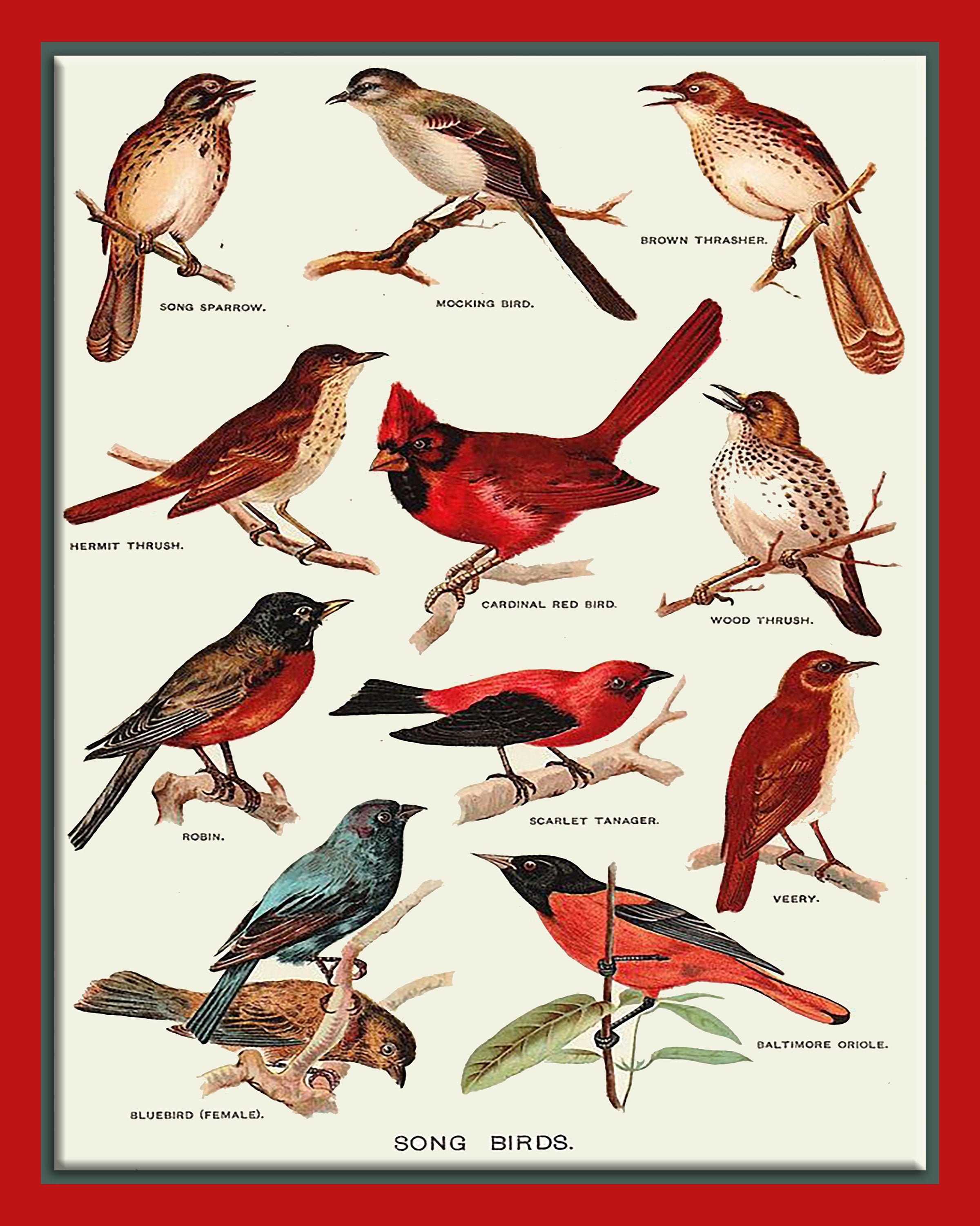 North American Songbirds