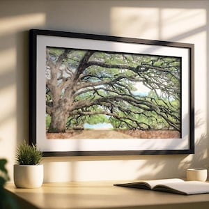 Century Tree Print, Aggie Artwork, Aggie Gift, Aggie Traditions, Texas ...