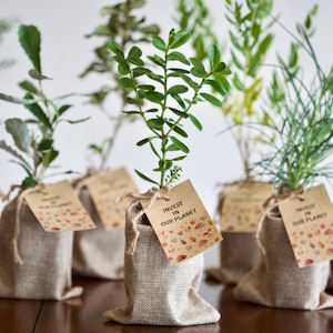 AUSTRALIAN NATIVE PLANTS - Pack of 10 Seedling Corporate Gift ...