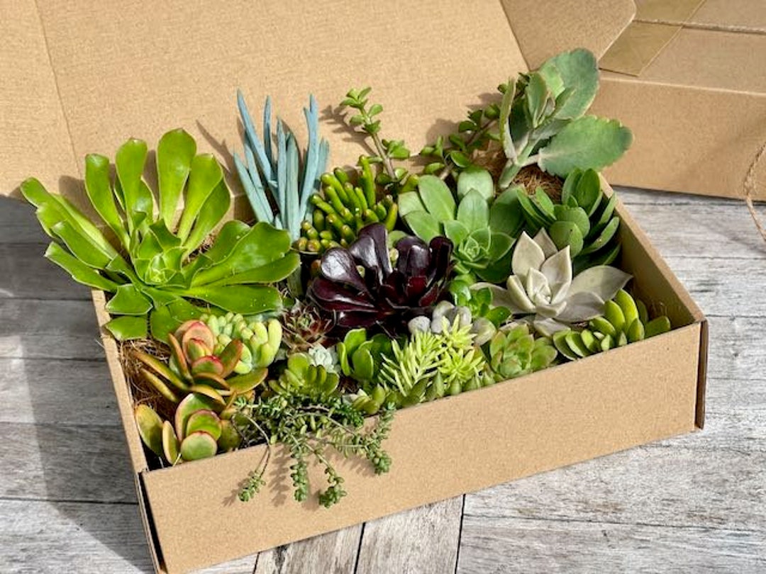 Succulent Gift Box With INSTRUCTION, Colourful Succulent Plants Ready ...