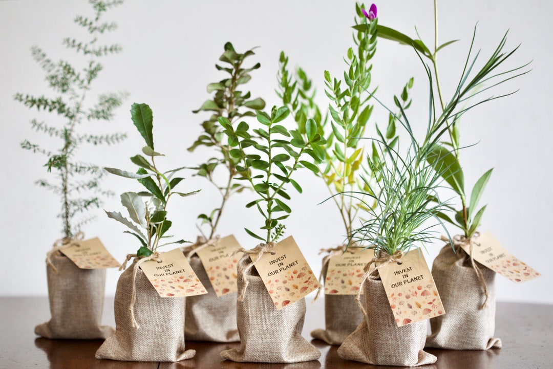 AUSTRALIAN NATIVE PLANTS - Pack of 10 Seedling Corporate Gift ...