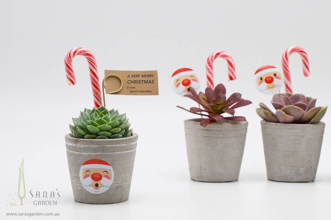 Succulent Christmas Gift Corporate Gift For Employees Unique Etsy succulent-christmas-gift-corporate-gift-for-employees-unique-etsy