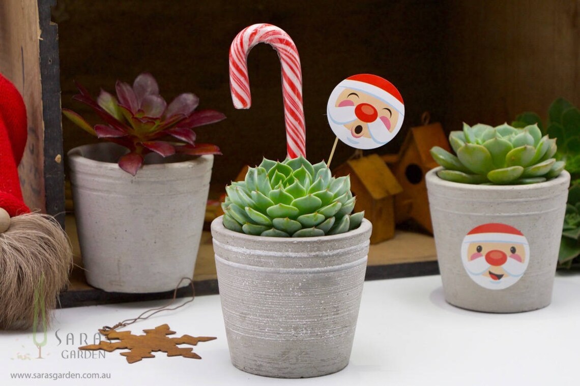 Succulent Christmas Gift Corporate Gift For Employees Unique Etsy succulent-christmas-gift-corporate-gift-for-employees-unique-etsy