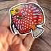 Discus Sticker, Cichlid, Fish Sticker, Freshwater, Planted Aquarium ...