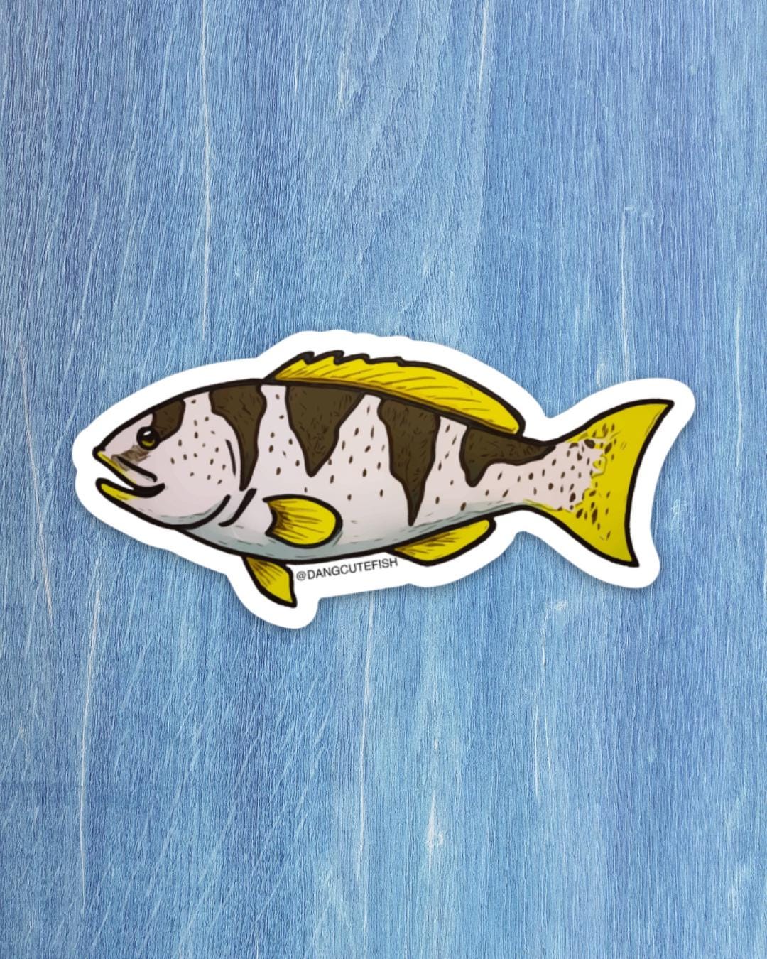 Saddleback Grouper Sticker - Grouper Gift, Aquarium, Aquarist - Etsy