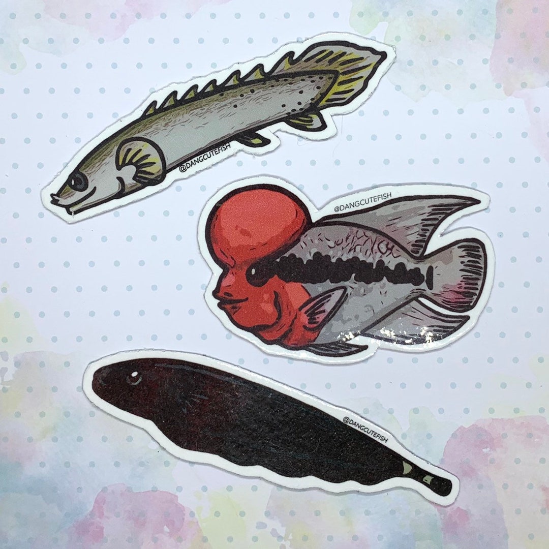 Magnet Set - Three Funky Freshwater Fish - Bichir, Knifefish, Humphead ...