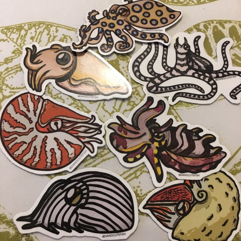 Magnet Set - 7 Cephalopods, Flamboyant Cuttlefish, Pajama Squid ...