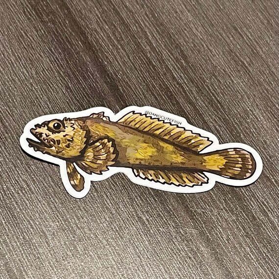 Oyster Toadfish Drawing