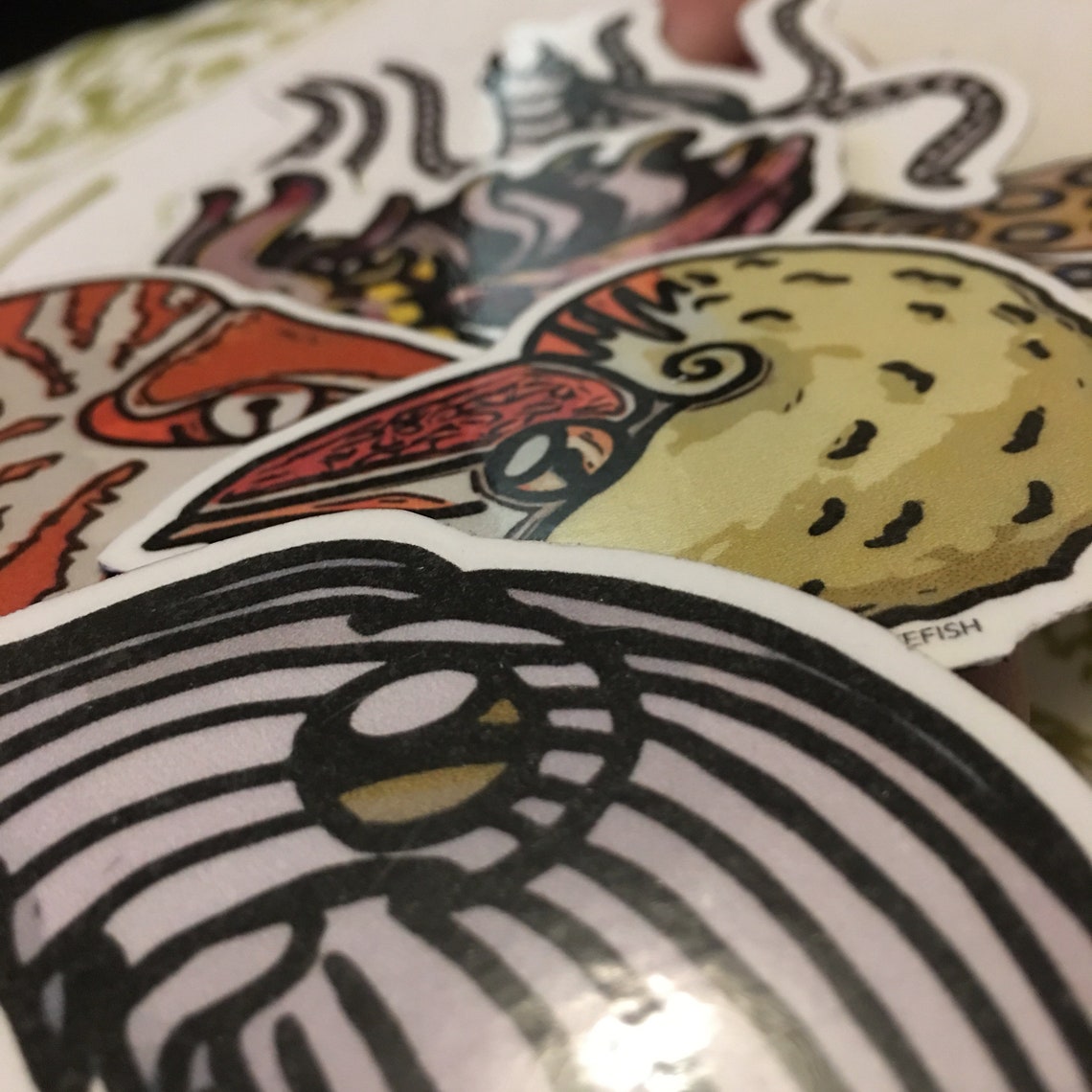 Magnet Set - 7 Cephalopods, Flamboyant Cuttlefish, Pajama Squid ...