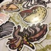 Magnet Set 7 Cephalopods, Flamboyant Cuttlefish, Pajama Squid, Nautilus ...