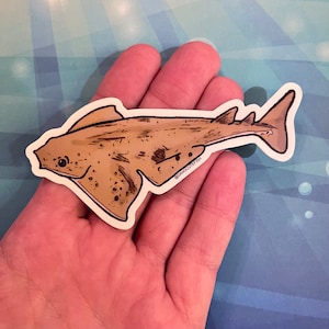 Angel Shark Sticker - Elasmobranch, Shark Gift, Dang Cute Fish - Etsy