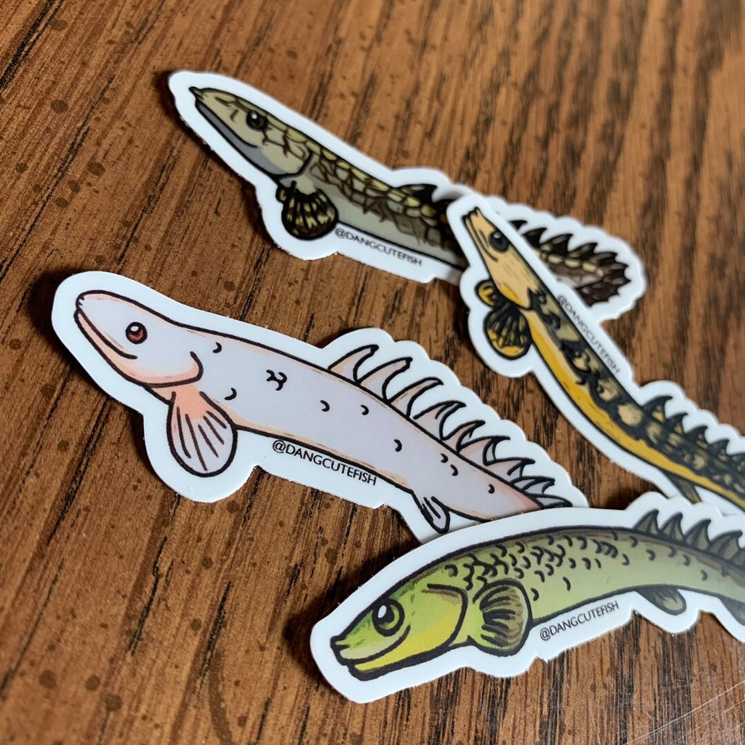 Vinyl Sticker Set - Four Bichirs, Great for Freshwater Aquarists Ans ...