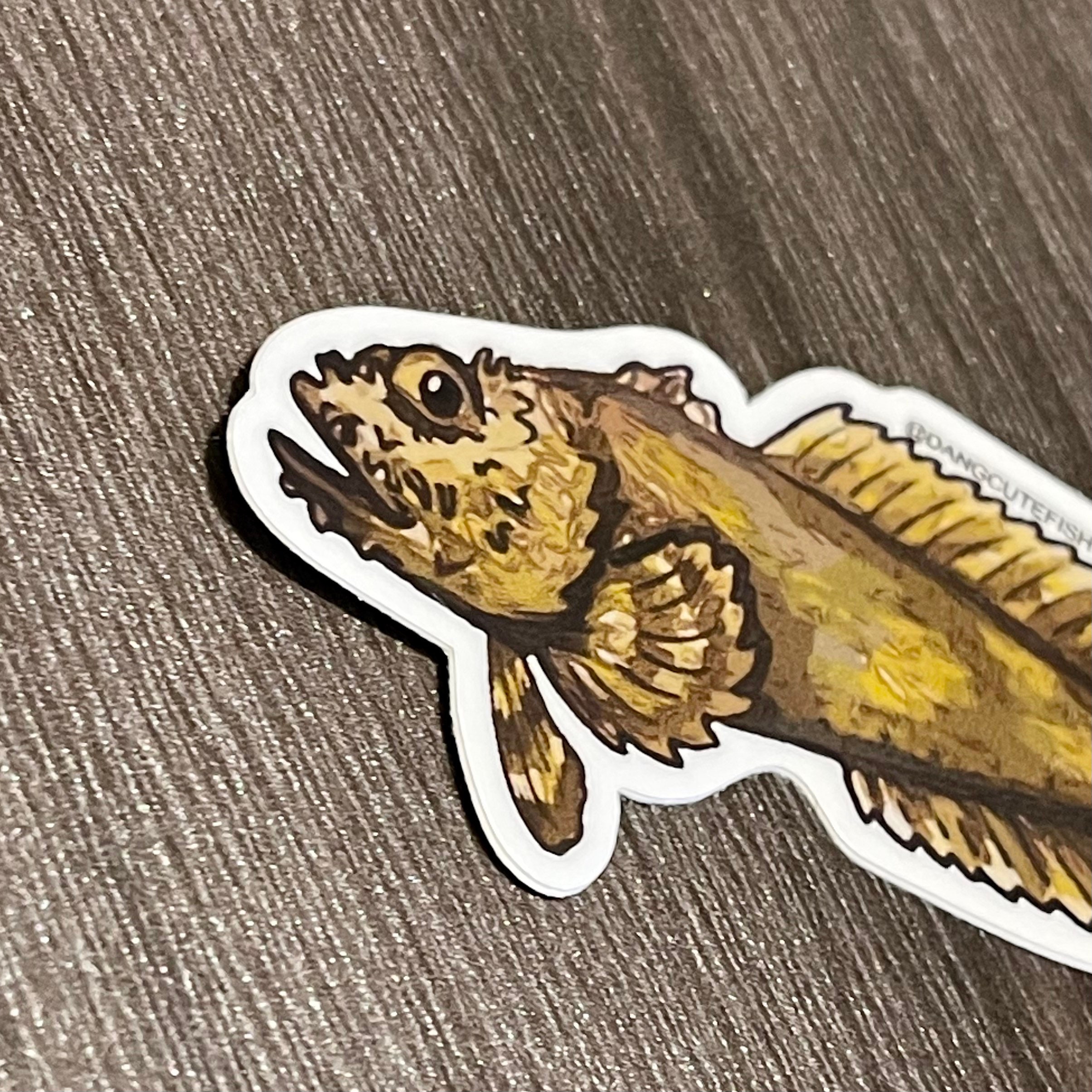 Oyster Toadfish Drawing