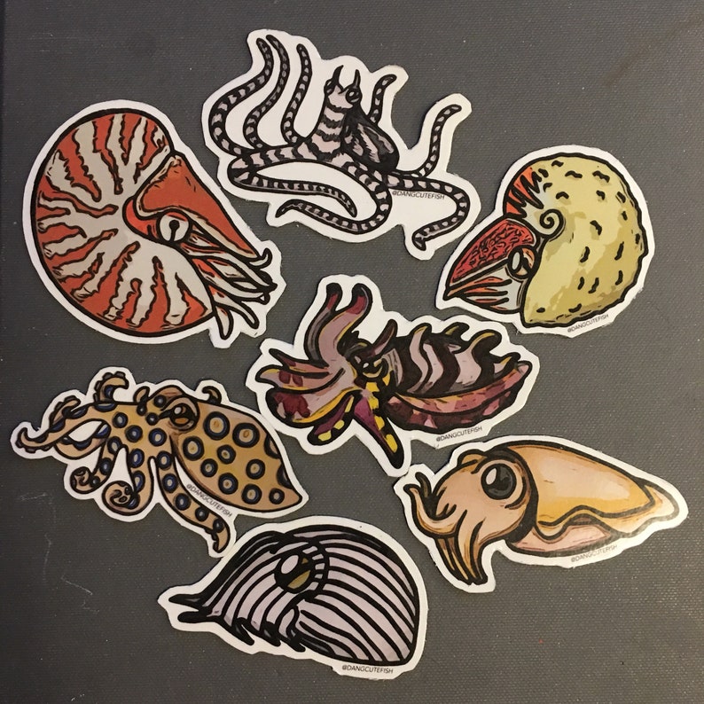 Magnet Set - 7 Cephalopods, Flamboyant Cuttlefish, Pajama Squid ...