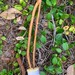 Wedding Broom Handmade Broom Besom - Etsy