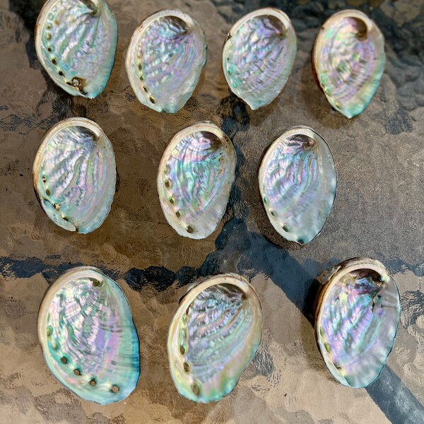 Abalone - Etsy
