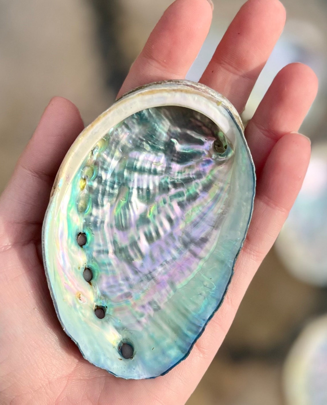 Small Natural Abalone Shells 3.253.75 - Etsy