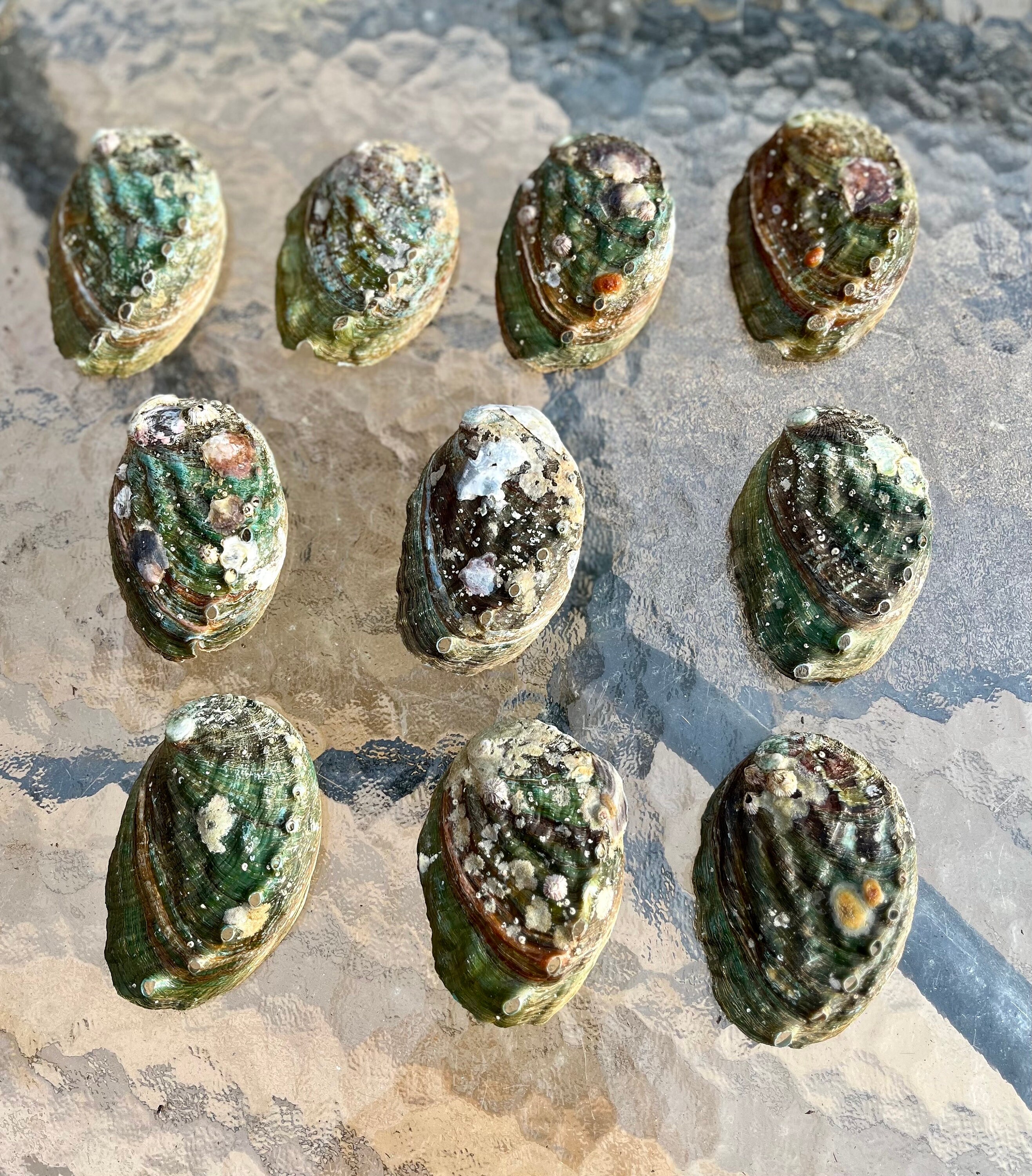 Small Natural Abalone Shells 3.253.75 - Etsy