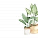 Printable Plant Stationery Paper / 4 Styles / 8.5x11 A4 / - Etsy