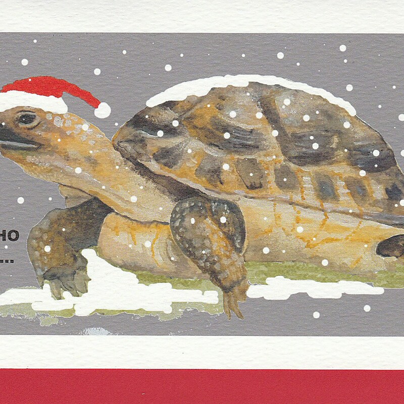 Tortoise Gifts - 60+ Gift Ideas for 2026