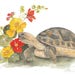 Tortoise Card. Card With a Tortoise. Tortoise Watercolour. Gift for the ...