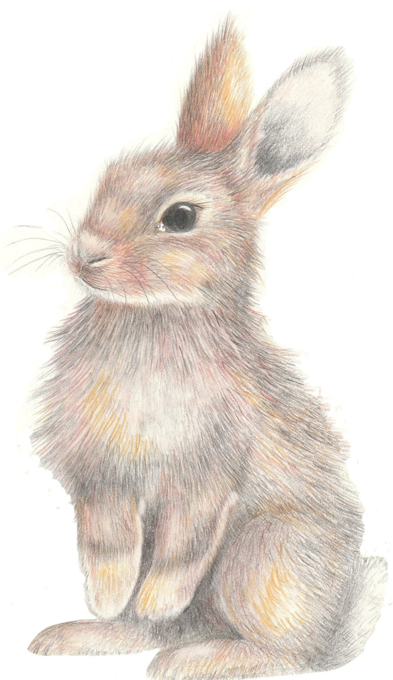 Bunny card. Woodland series. Drawing of a bunny. Rabbit card. | Etsy