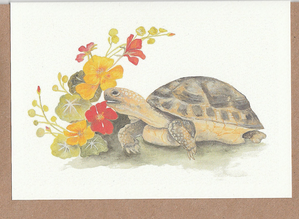 Tortoise Card. Card With a Tortoise. Tortoise Watercolour. - Etsy