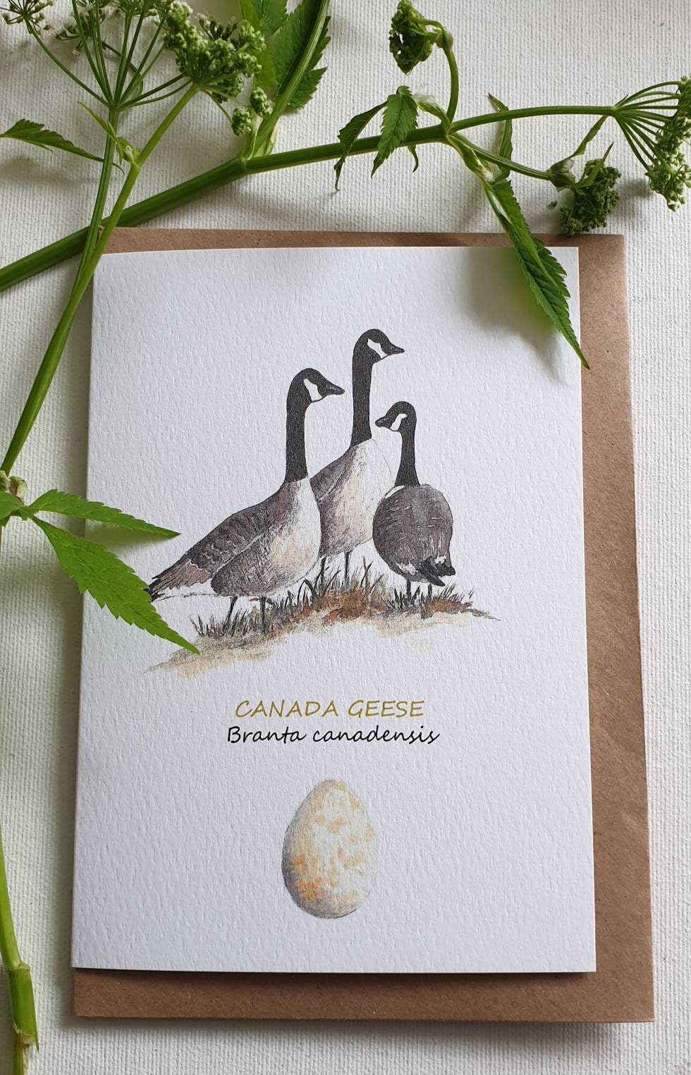 Bird Card Set. Set of Five Bird Cards. Hand Made. Wren - Etsy