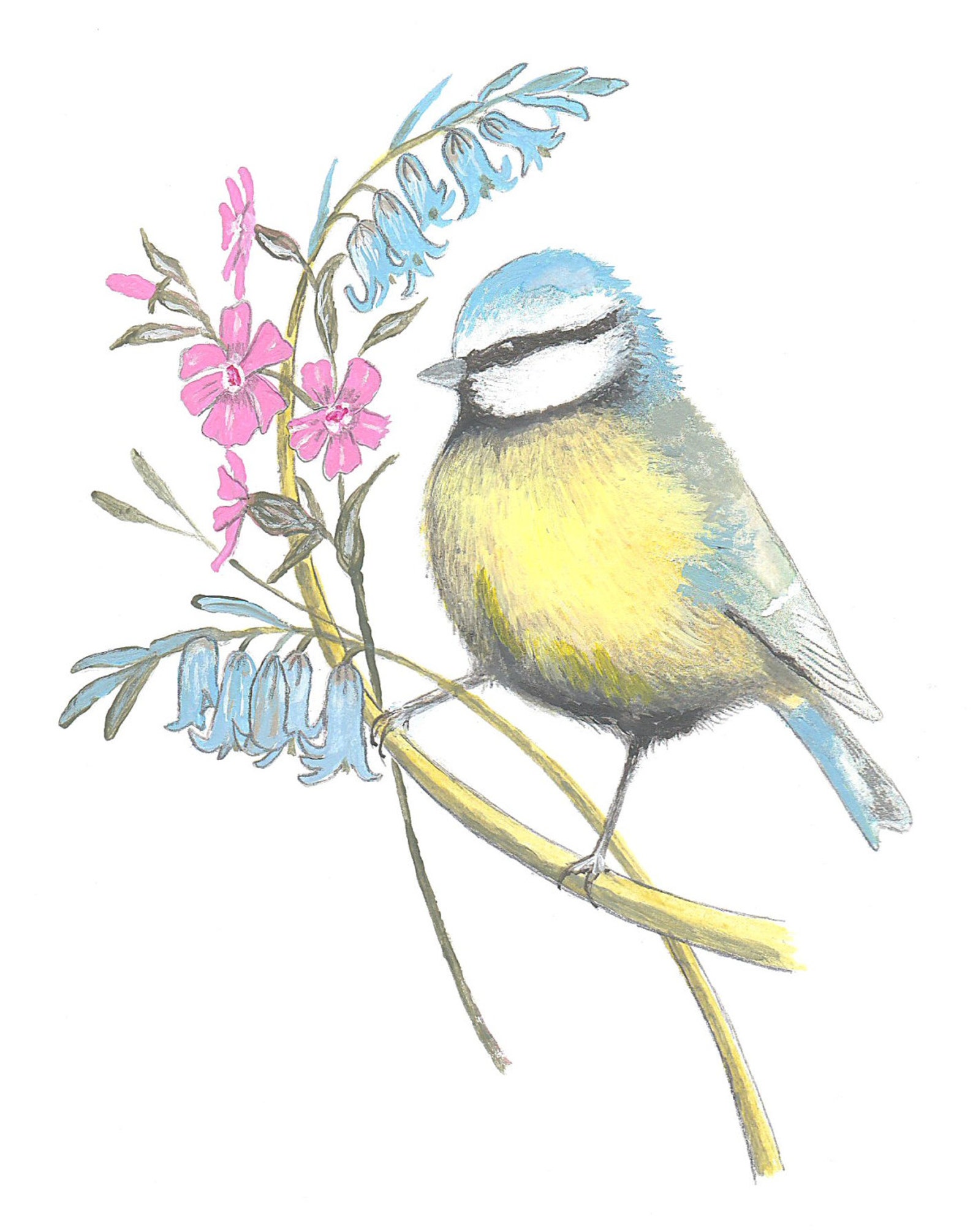 Blue Tit Cards Bird Cards Pack Of Greeting Cards Pack Of Etsy