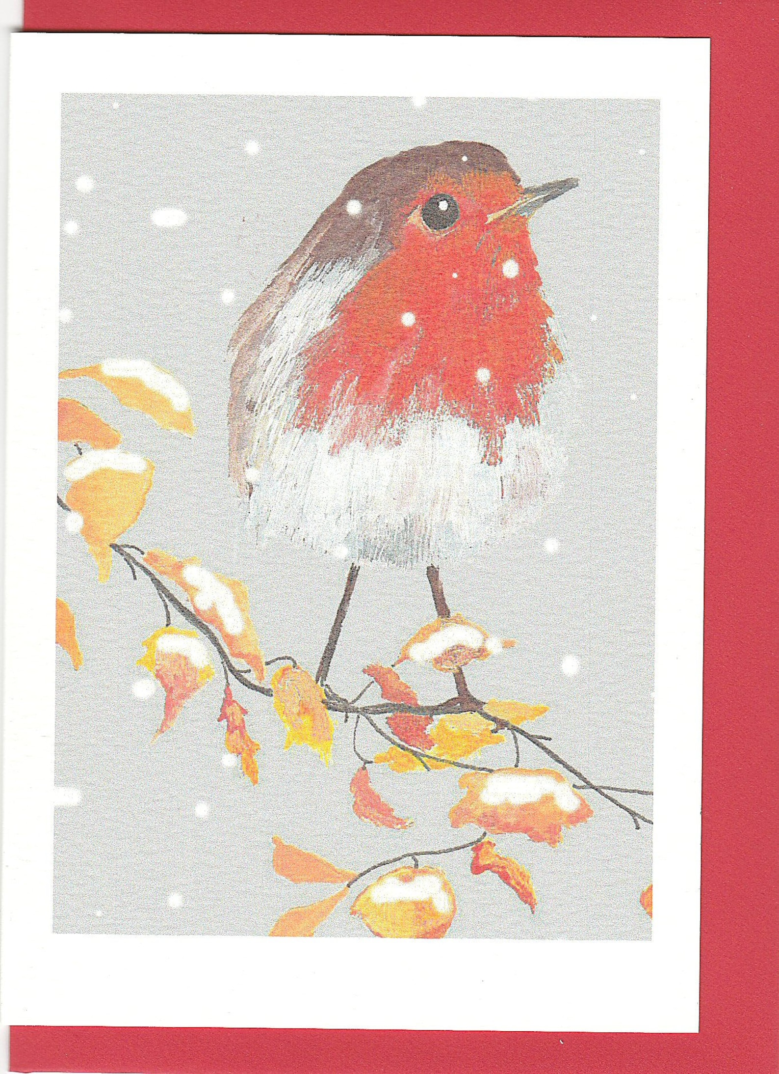 Robin Christmas Card. Robin in the Snow. Winter Robin. Christmas Card ...