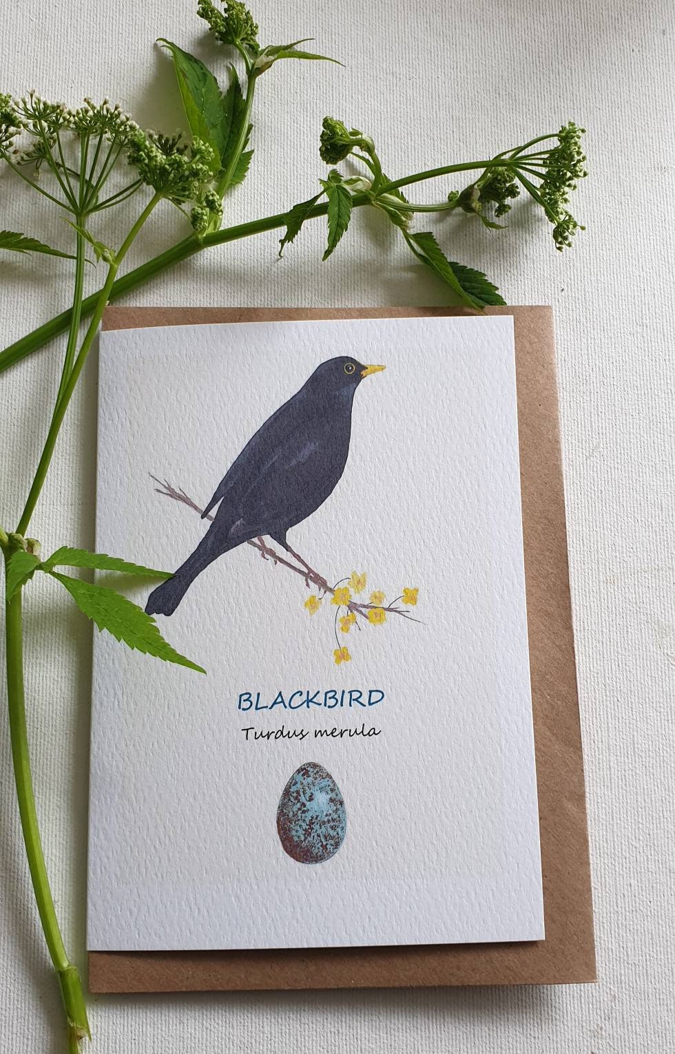 Bird Card Set. Set of Five Bird Cards. Hand Made. Wren - Etsy