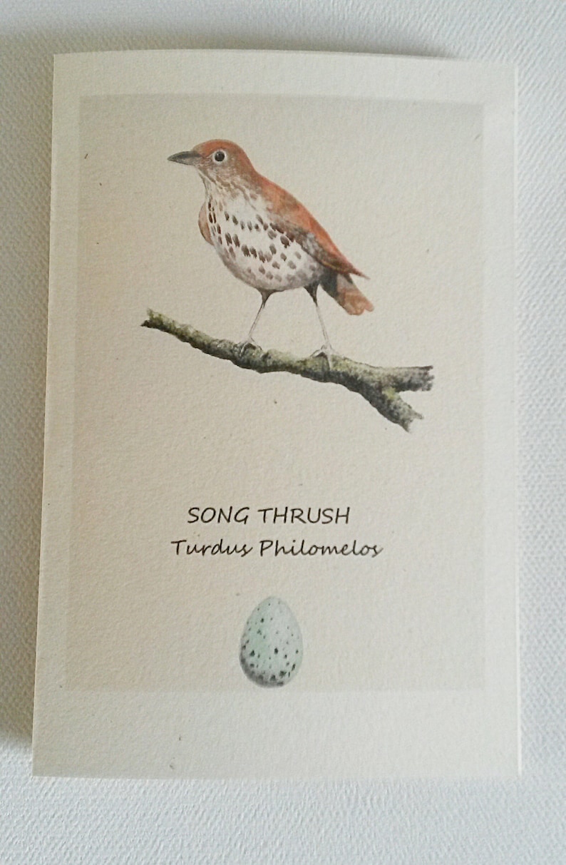 Thrush Card. Thrush With Its Egg and Scientific Name. Garden Bird Card ...