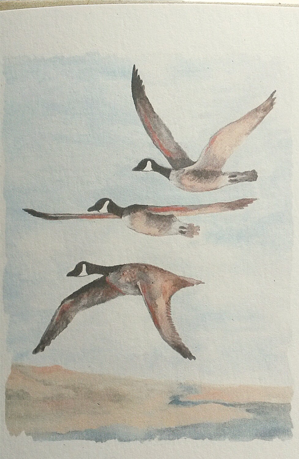 Flying geese card. Canadian geese. Norfolk wildlife. Hand | Etsy