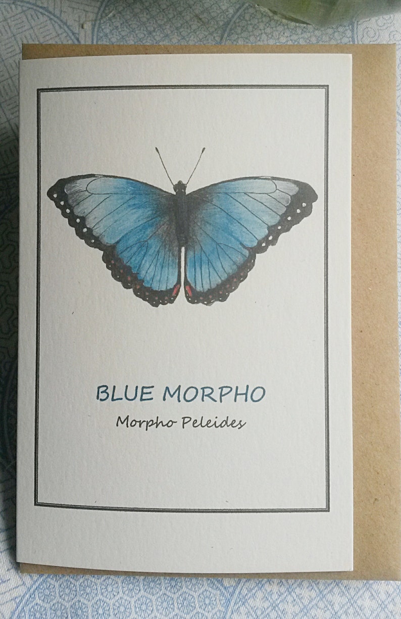 Blue Butterfly Card. Blue Morpho. Morpho Peleides. Emperor | Etsy