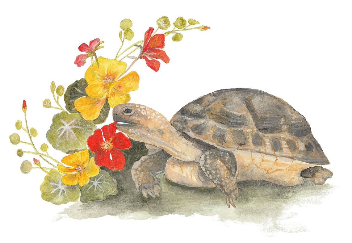 Tortoise Wrapping Paper. Wrapping Paper With a Tortoise. Original ...