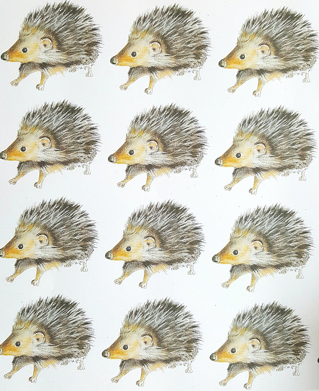 Hedgehog Wrapping Paper. Gift Wrap and Tags With Hedgehog. Hedgehog ...