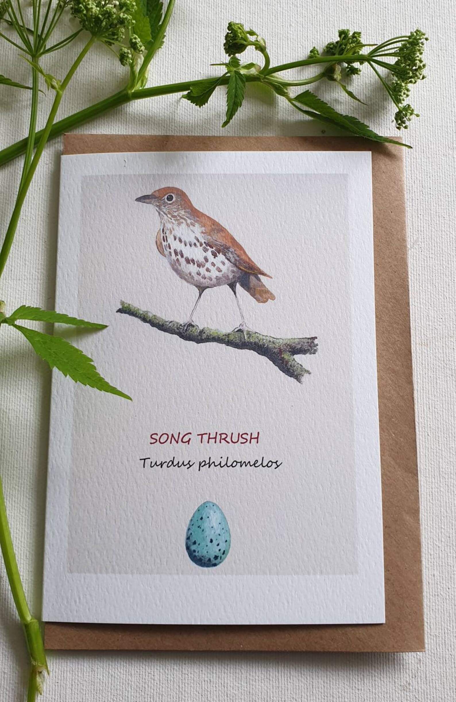 Bird Card Set. Set of Five Bird Cards. Hand Made. Wren - Etsy