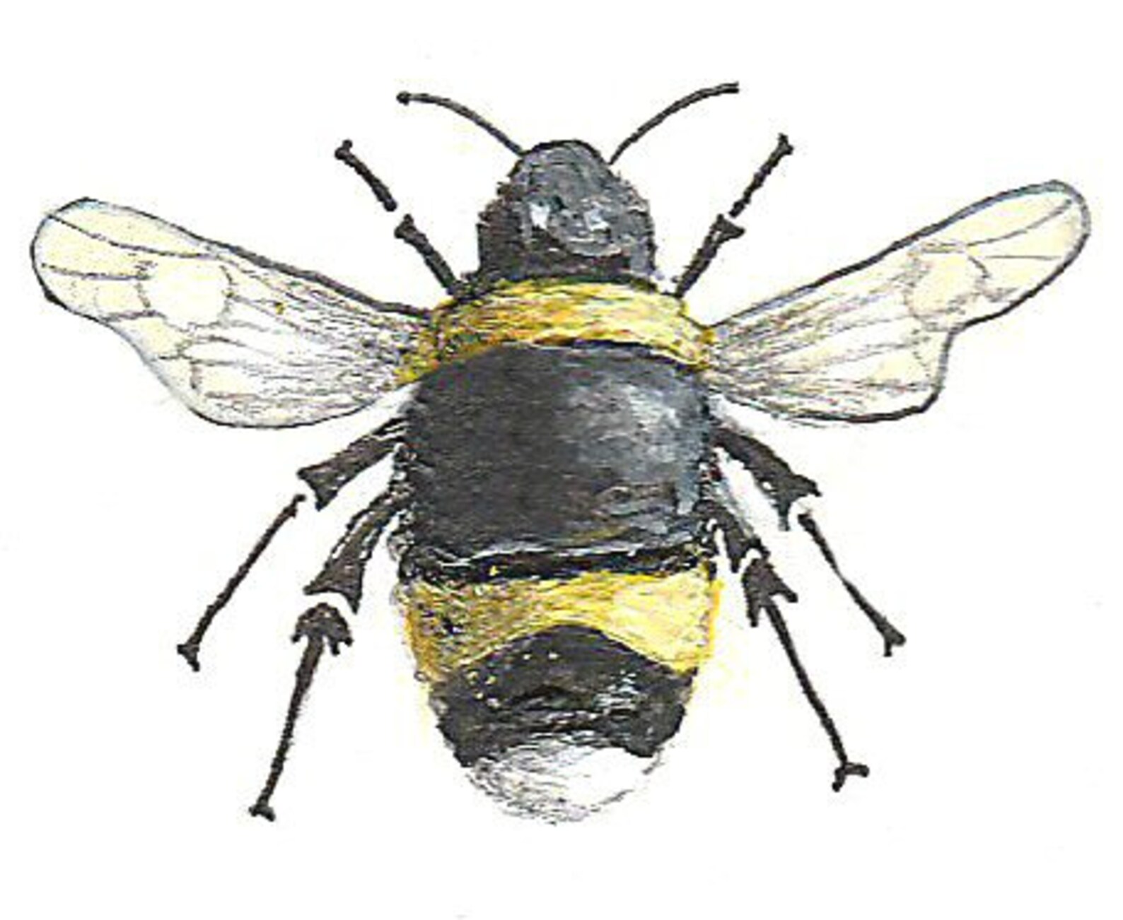Thank You Card With a Bumble Bee. Thank You Cards. Bee Thank You Card ...