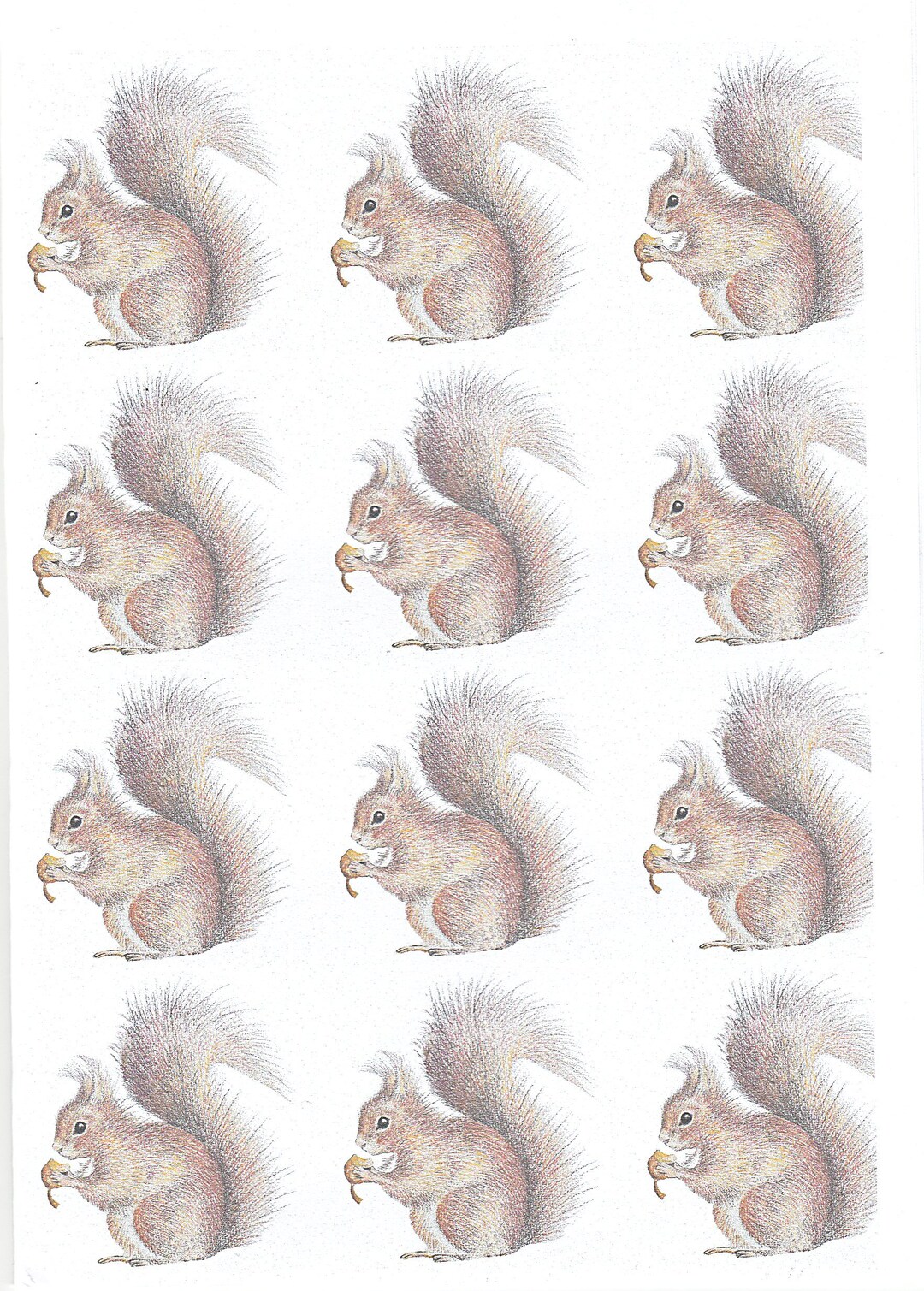 Squirrel Wrapping Paper. Red Squirrel Gift Wrap. Wildlife Gift ...