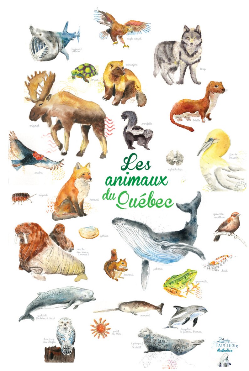 Affiche abecedaire des animaux du Québec Cathy Faucher | Etsy