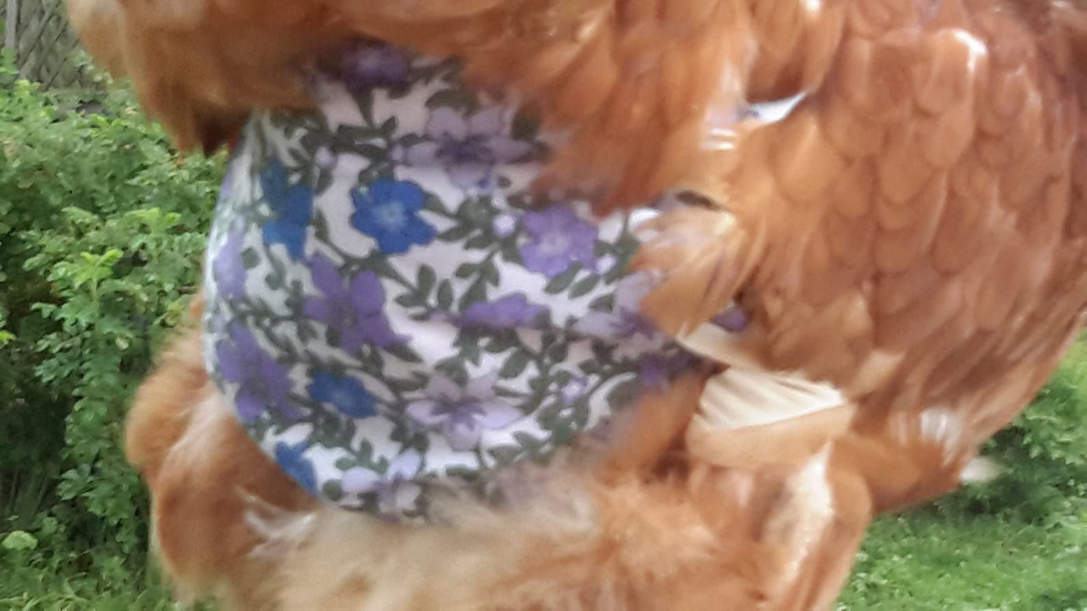 Chicken Diaper/ Hen Diaper/ Standard Chickens. - Etsy