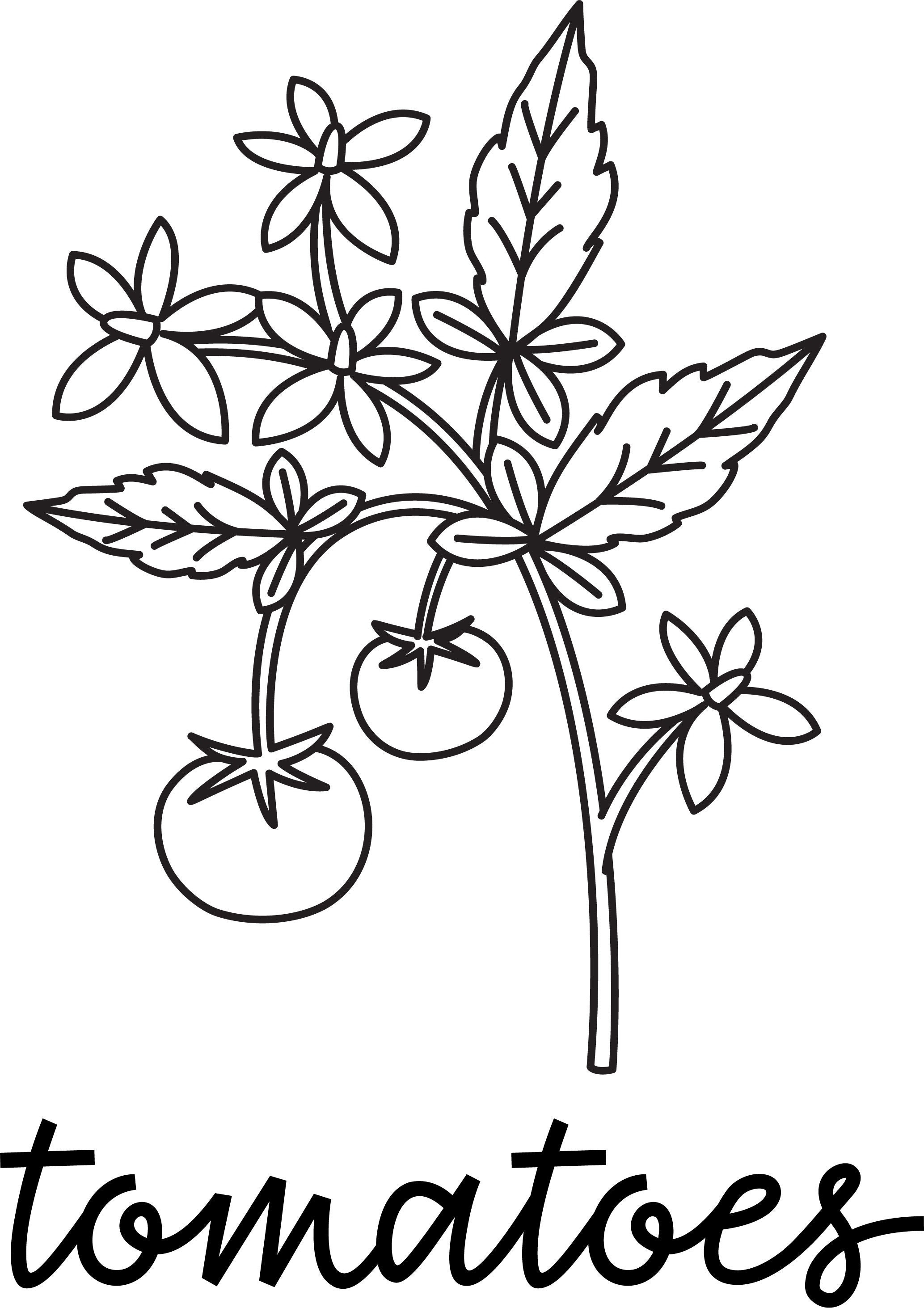 Farmhouse Tomato Vine Clipart And Svg File Personal And Small 4813