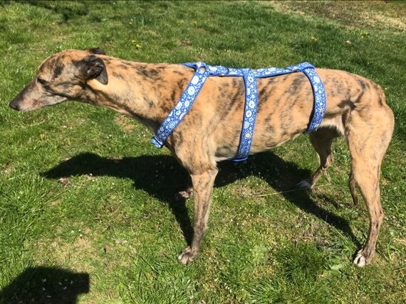 Greyhound Harness Galgo Dog Harness - Etsy