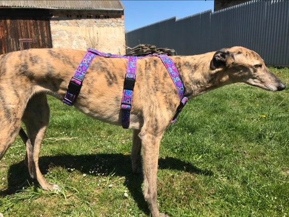 Greyhound Harness Galgo Dog Harness - Etsy