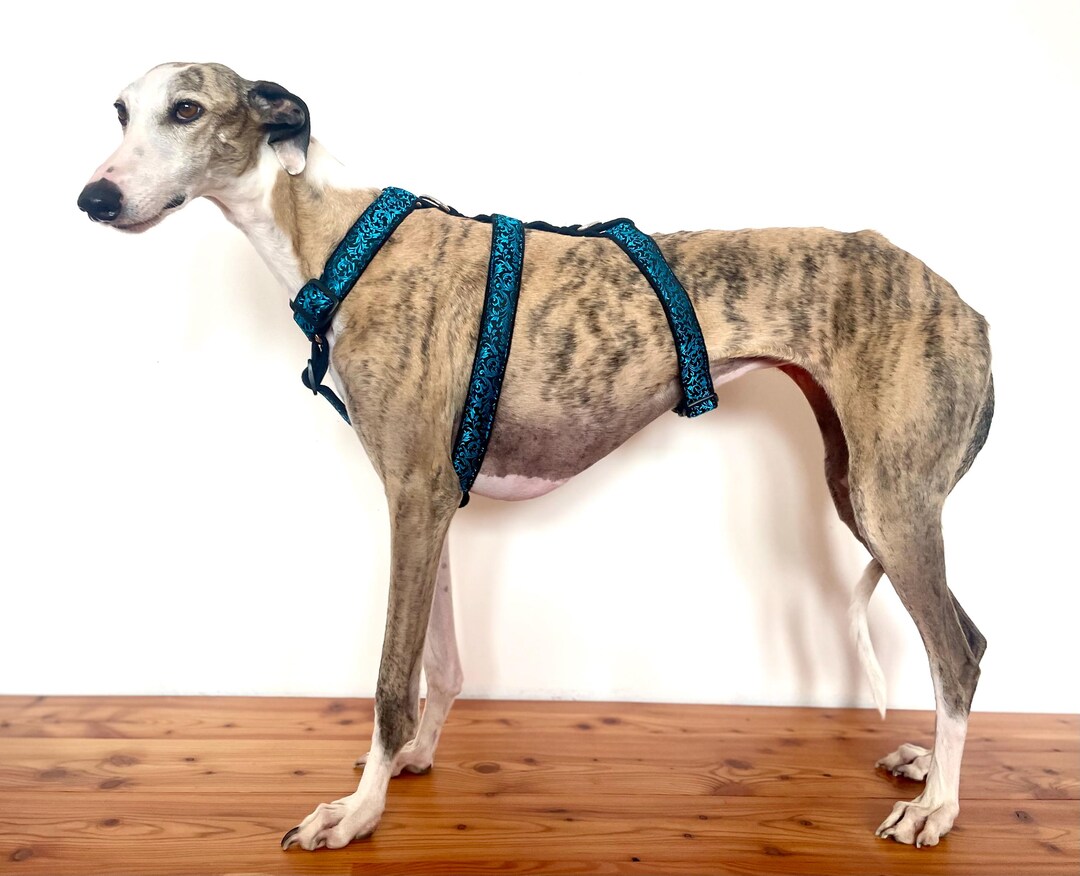 Brocade Fleece Dog Harness: Greyhound, Galgo, Whippet - Etsy