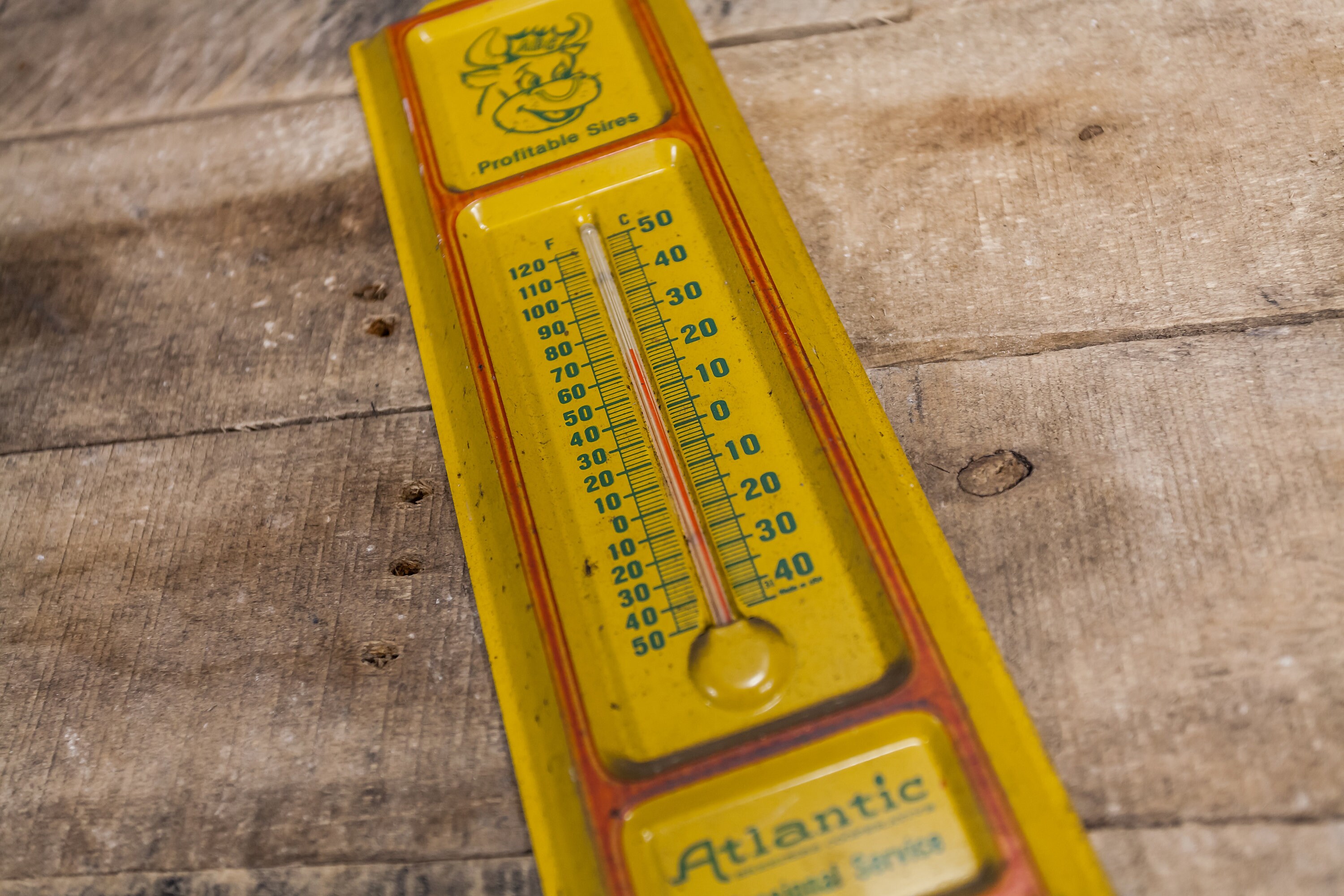Rare Atlantic Breeders Thermometer Profitable Sires Metal Sign Working ...
