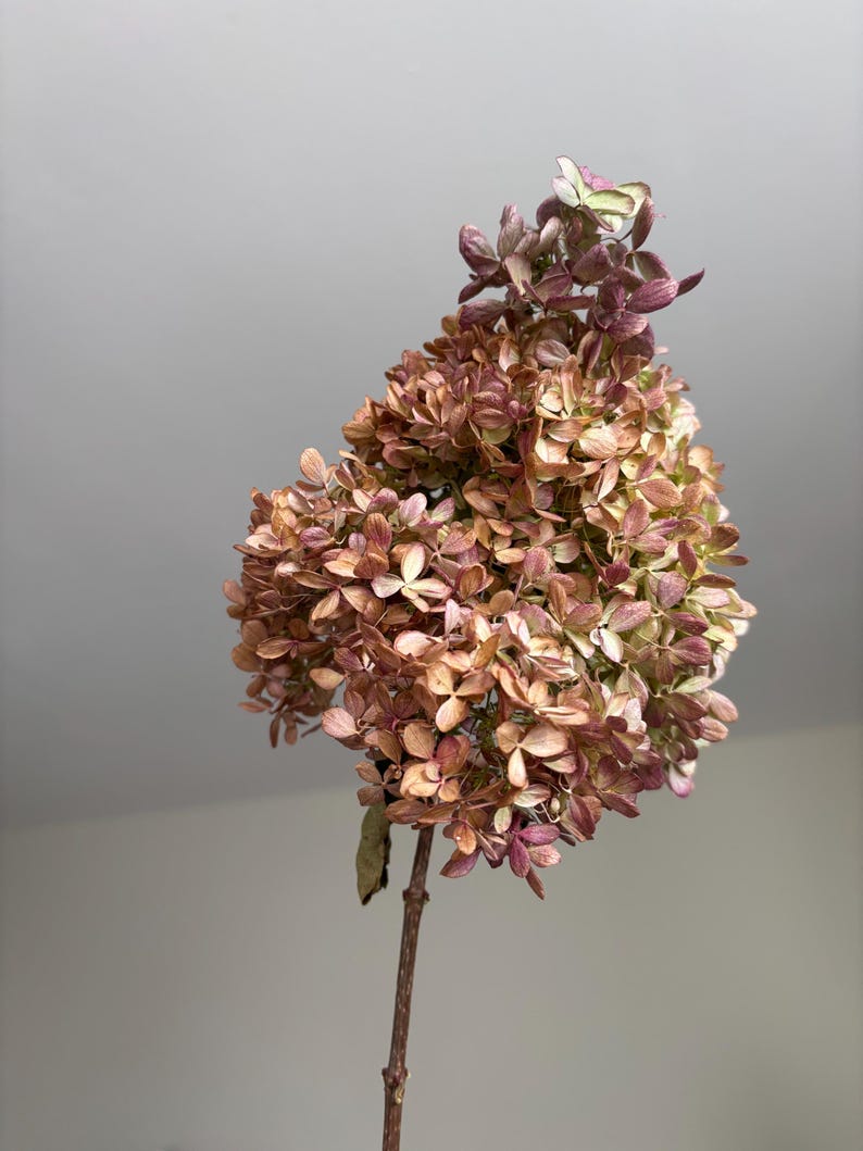 Dried Hydrangeas - Etsy